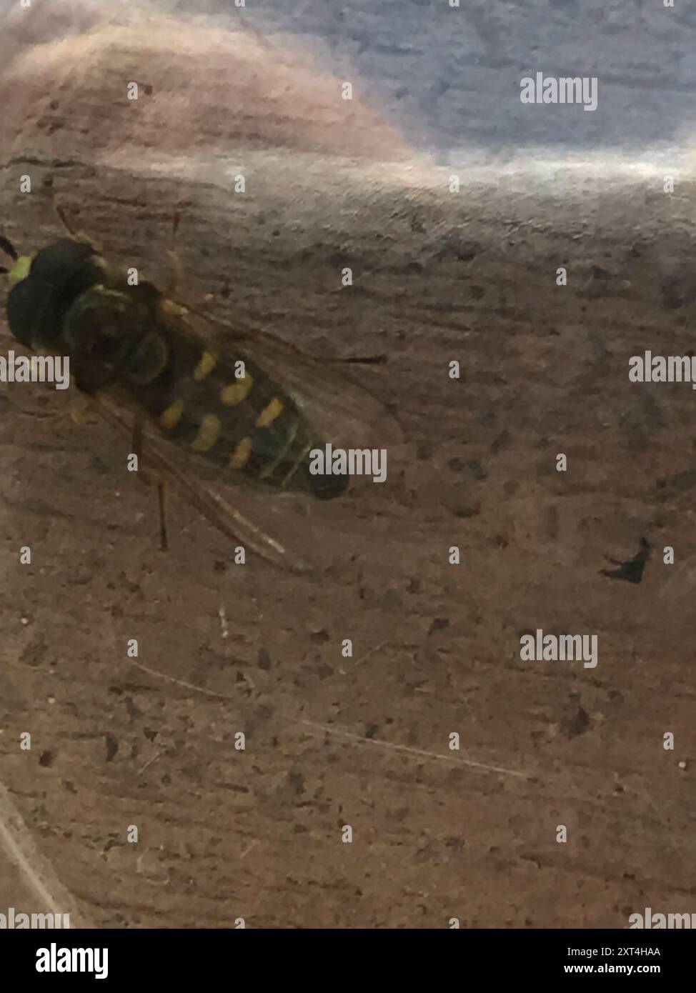 Large-tailed Aphideater (Eupeodes volucris) Insecta Stock Photo - Alamy
