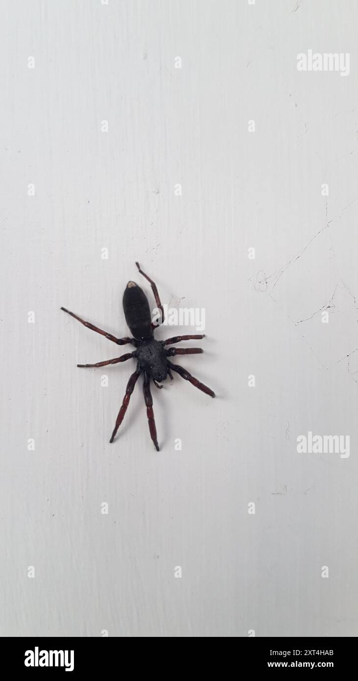 Eastern White-tail Spider (Lampona murina) Arachnida Stock Photo - Alamy