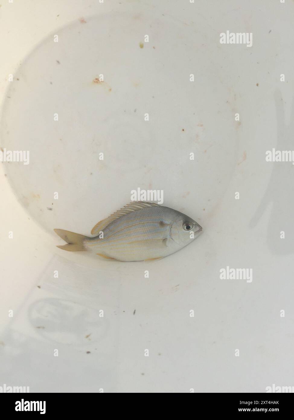 Pinfish (Lagodon rhomboides) Actinopterygii Stock Photo - Alamy
