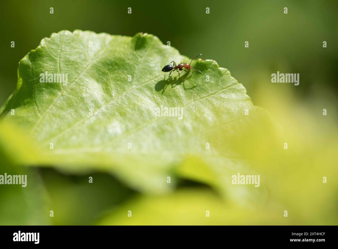 (Camponotus lateralis) Insecta Stock Photo - Alamy