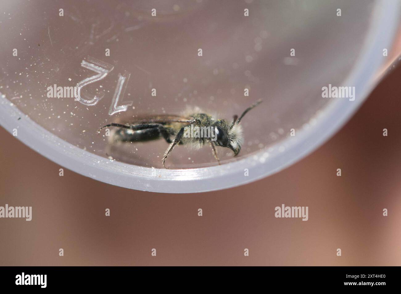 Mining Bees (Andrena) Insecta Stock Photo - Alamy