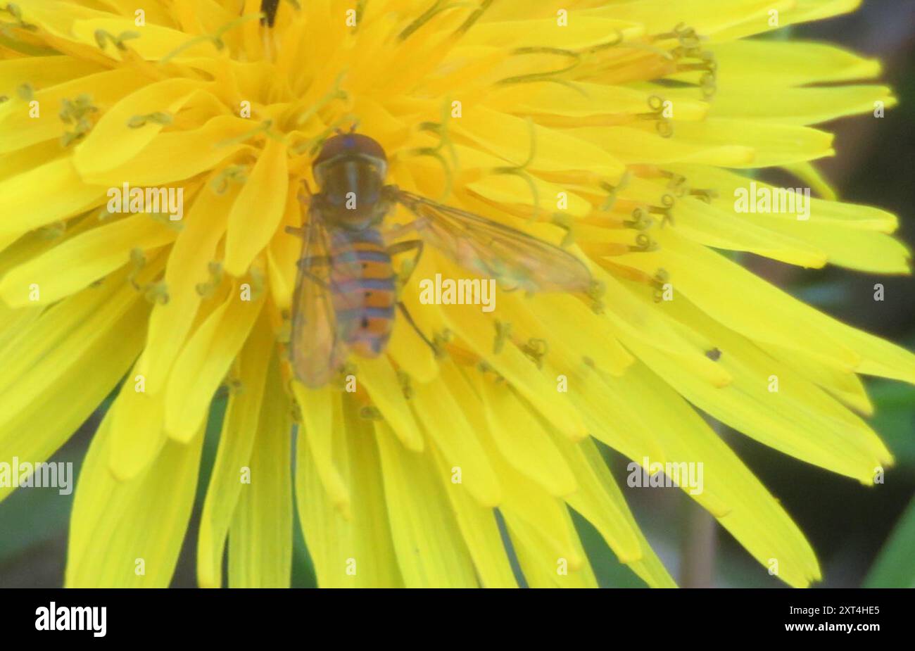 Hover Flies (Syrphidae) Insecta Stock Photo - Alamy