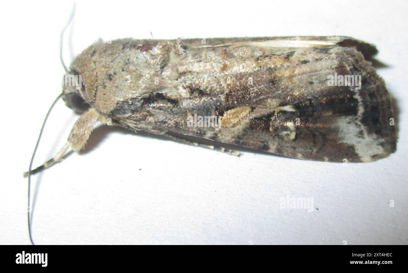 Fall Armyworm Moth (Spodoptera frugiperda) Insecta Stock Photo - Alamy