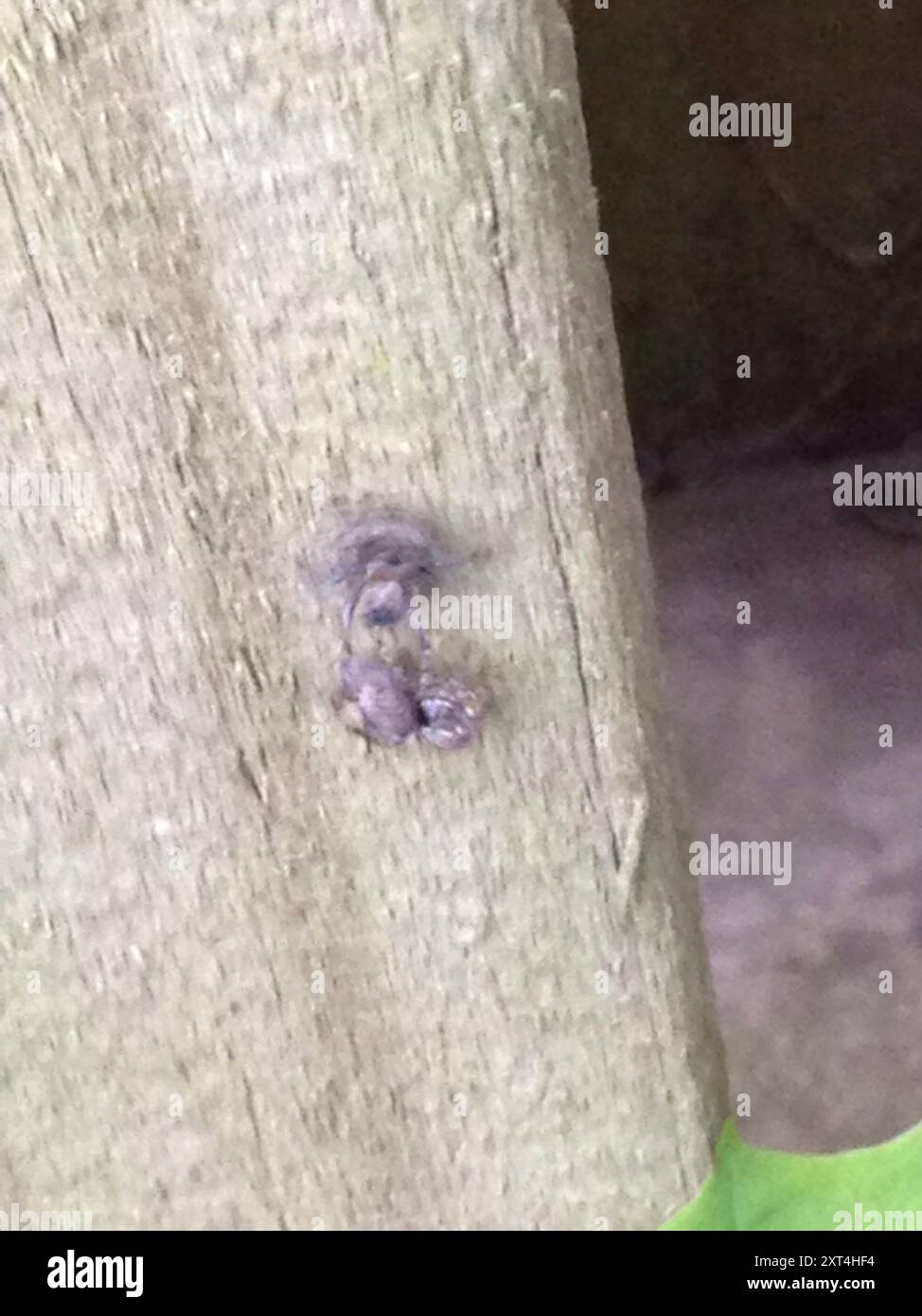 flea jumping spider (Naphrys pulex) Arachnida Stock Photo - Alamy