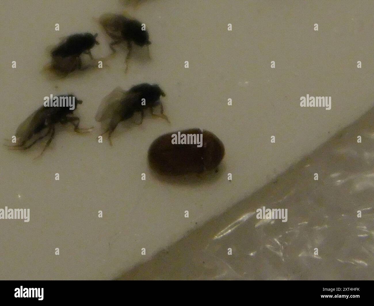 Tobacco Beetle (Lasioderma serricorne) Insecta Stock Photo - Alamy