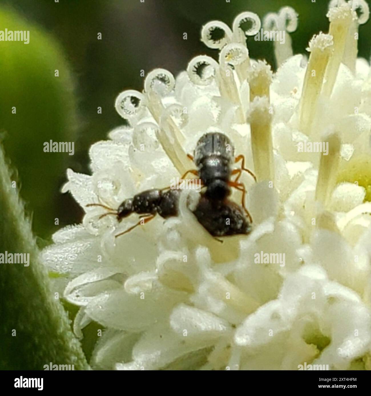 Beetles (Coleoptera) Insecta Stock Photo - Alamy