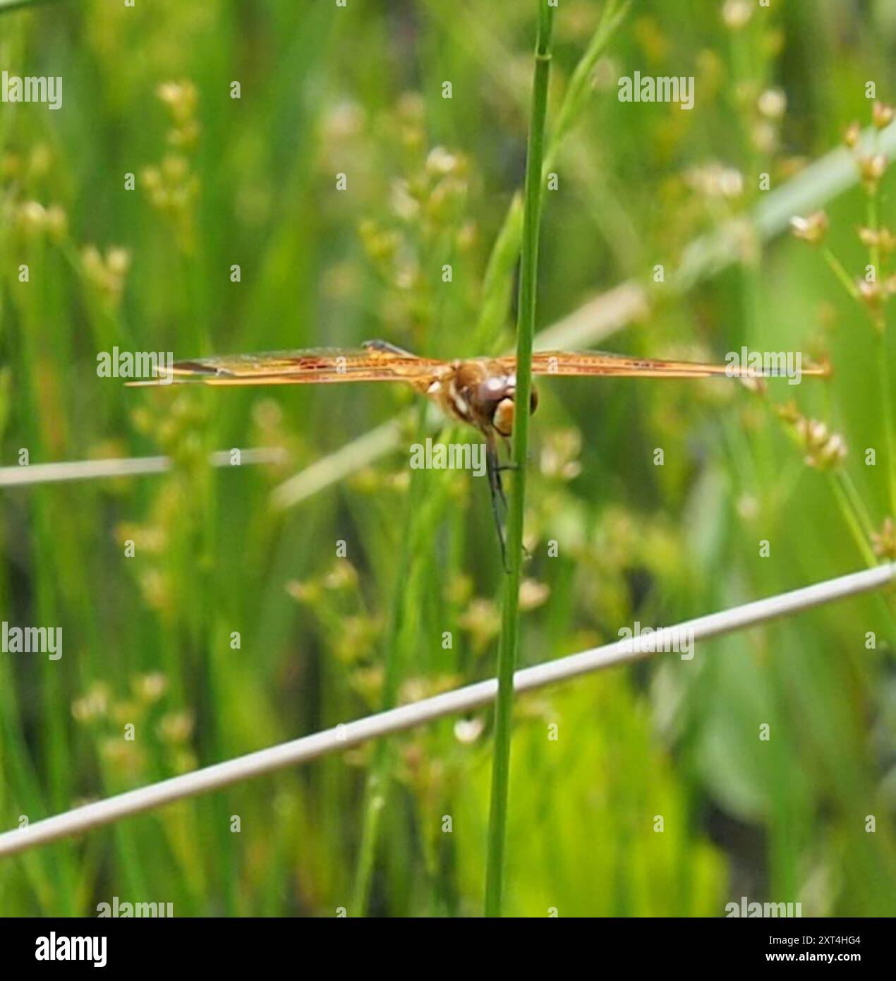 Painted Skimmer (Libellula semifasciata) Insecta Stock Photo - Alamy
