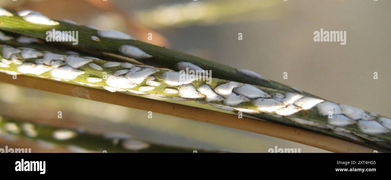 pine needle scale (Chionaspis pinifoliae) Insecta Stock Photo - Alamy