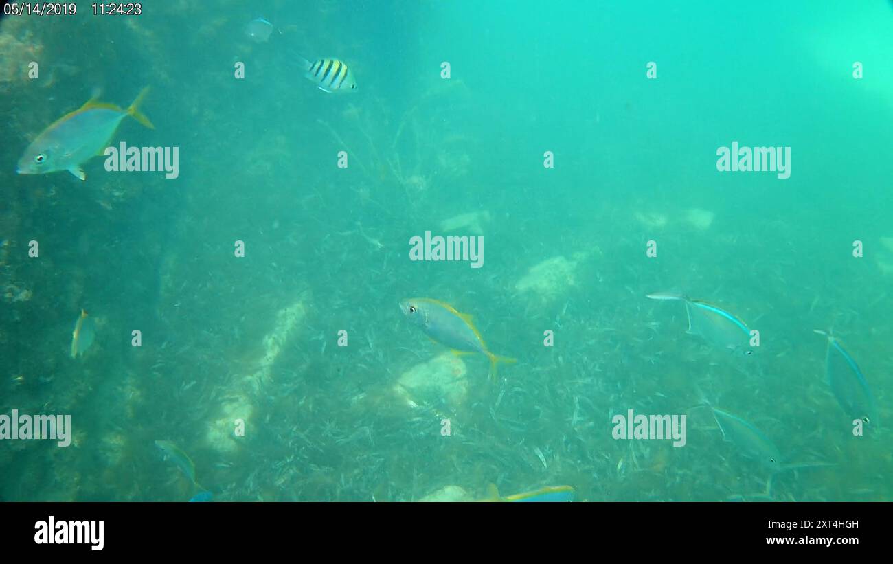 Atlantic Sergeant Major (Abudefduf saxatilis) Actinopterygii Stock ...