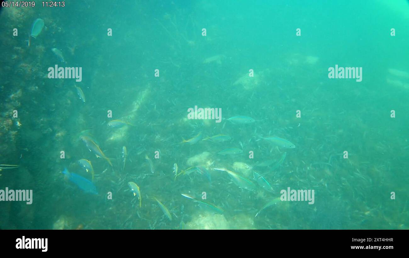 Bar Jack (Caranx ruber) Actinopterygii Stock Photo - Alamy