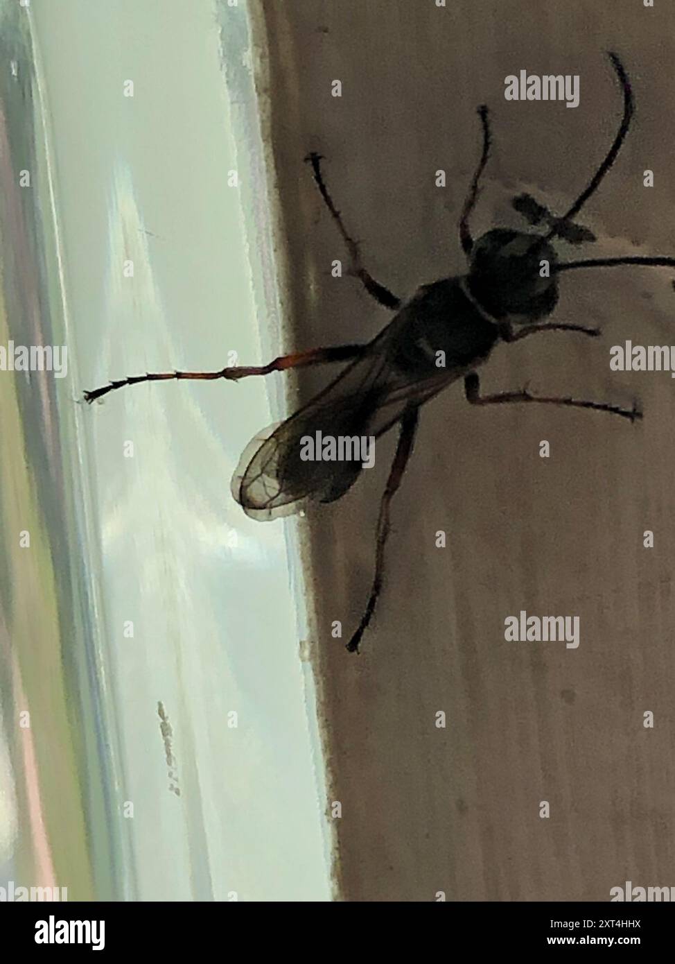 Asian Mud-dauber Wasp (Sceliphron curvatum) Insecta Stock Photo - Alamy