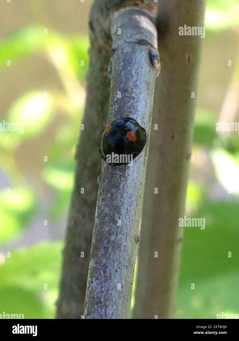 Twice-stabbed Lady Beetle (Chilocorus stigma) Insecta Stock Photo - Alamy