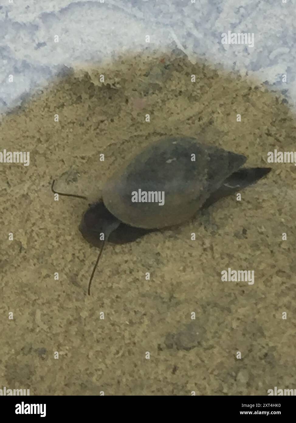 Physidae snails hi-res stock photography and images - Alamy