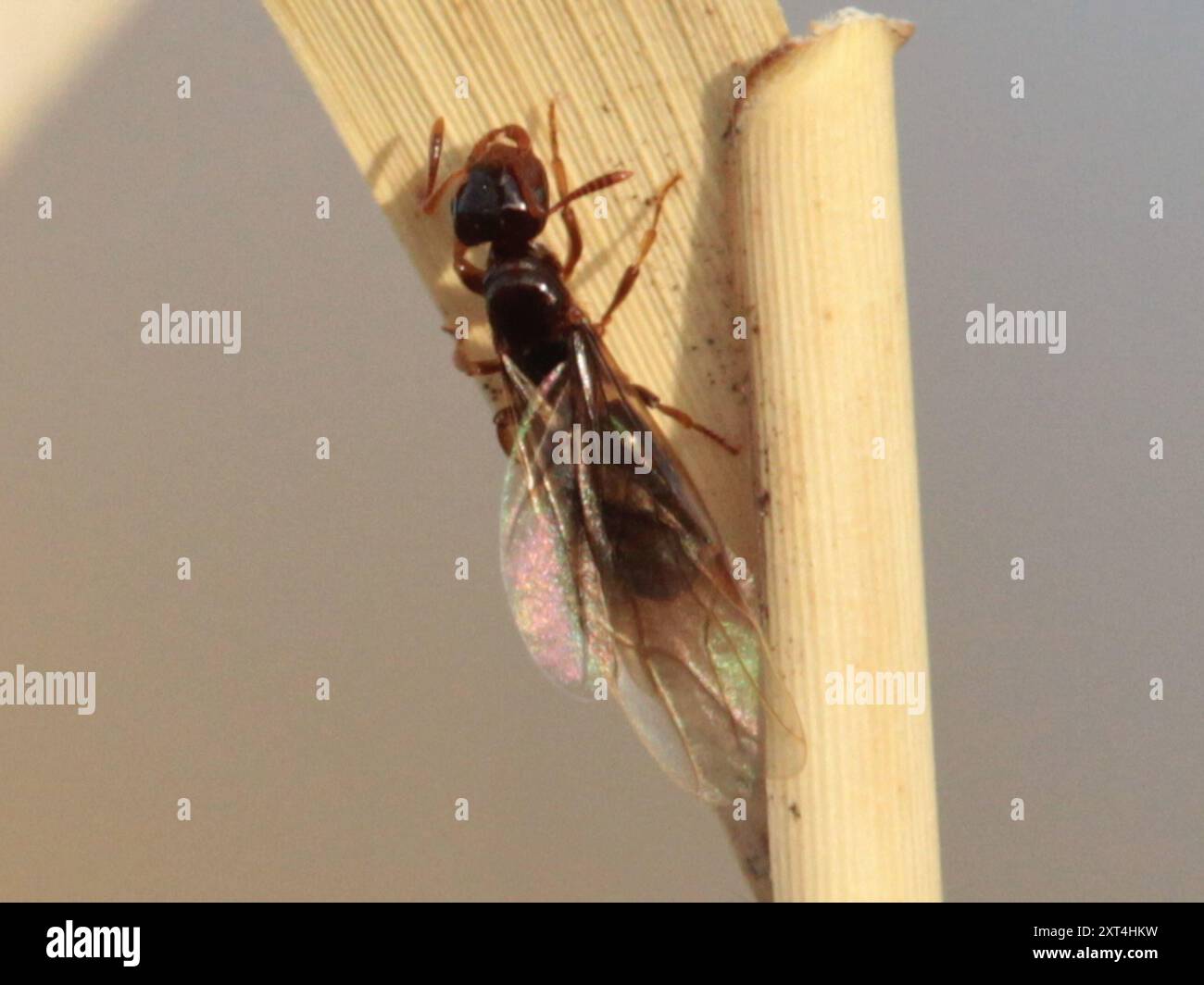 Common Citronella Ant (Lasius claviger) Insecta Stock Photo - Alamy