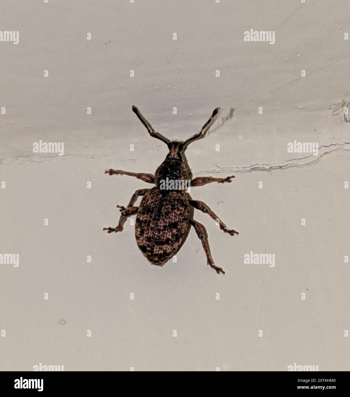 Clay-coloured Weevil (Otiorhynchus singularis) Insecta Stock Photo - Alamy