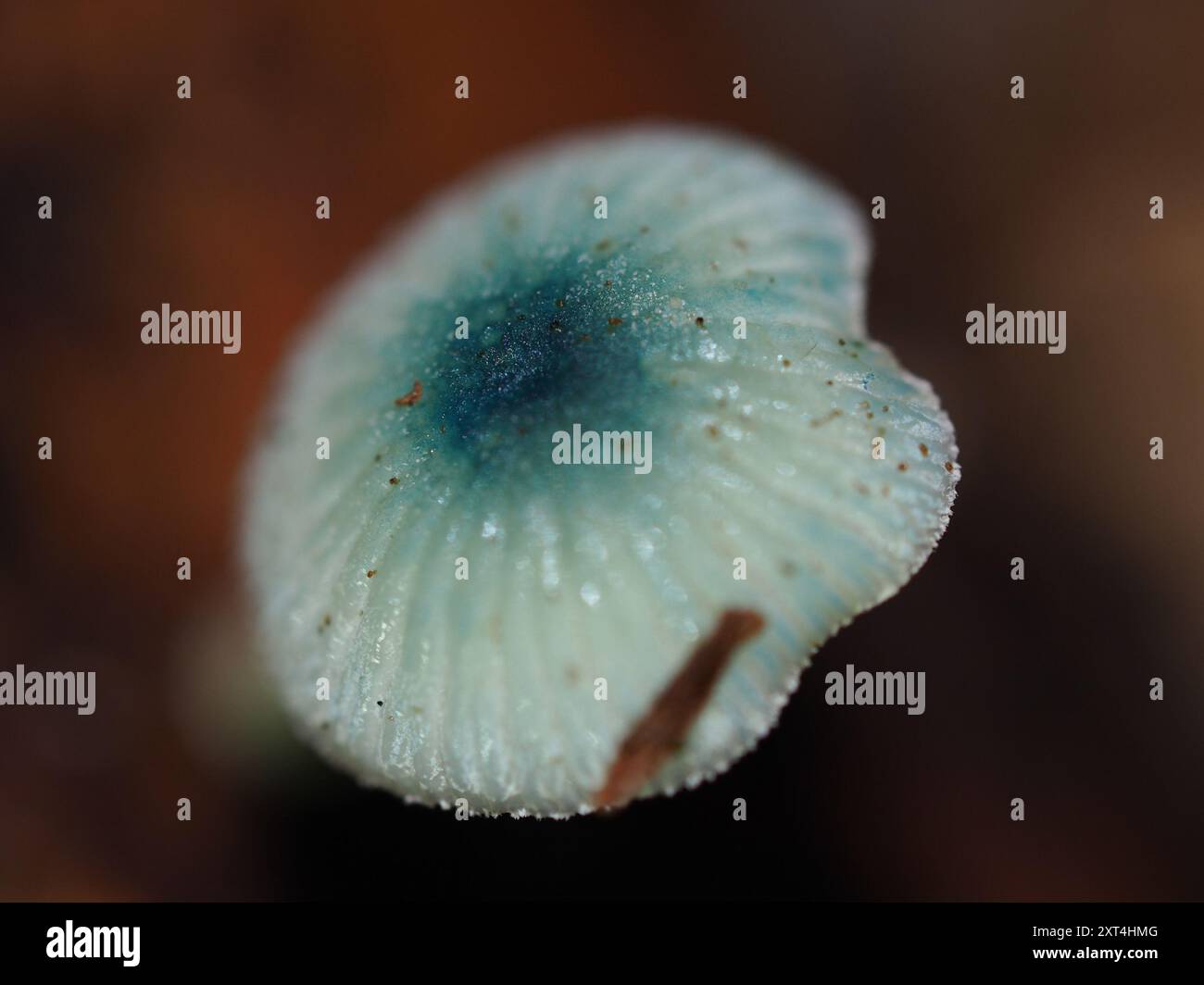 Pixies parasol fungi hi-res stock photography and images - Alamy