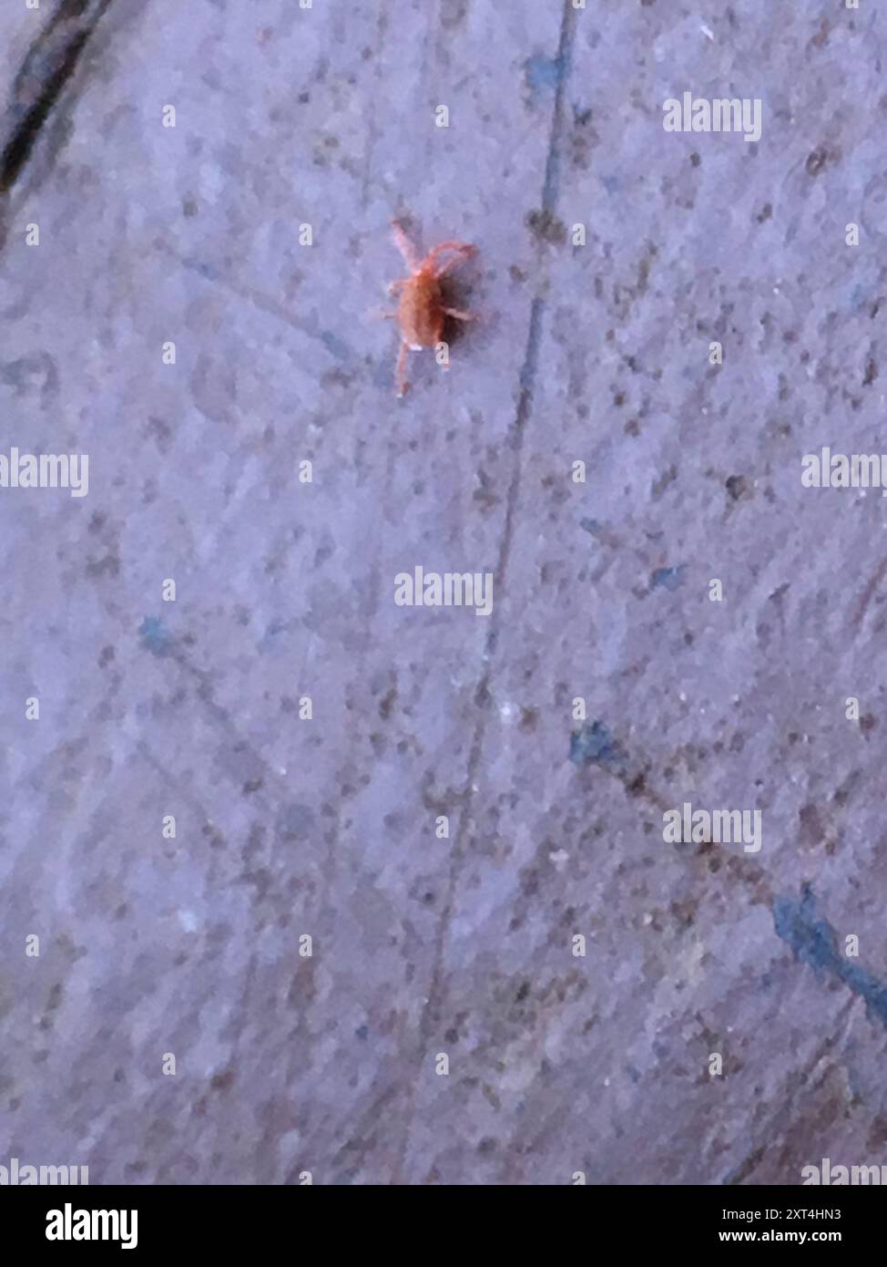 Sidewalk Mites (Balaustium) Arachnida Stock Photo - Alamy