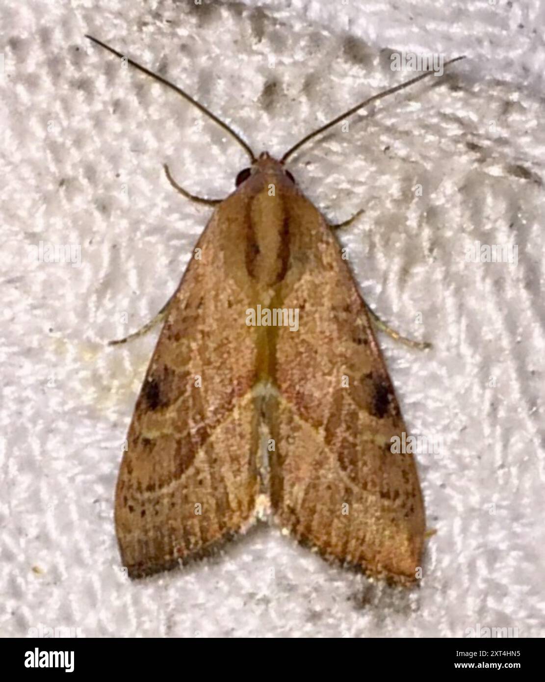 Wedgling Moth (Galgula partita) Insecta Stock Photo - Alamy