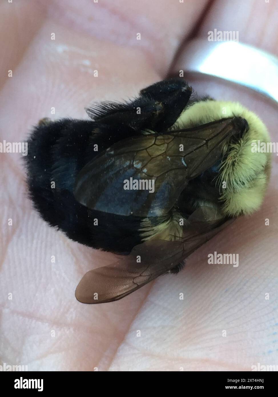Common Eastern Bumble Bee (Bombus impatiens) Insecta Stock Photo - Alamy