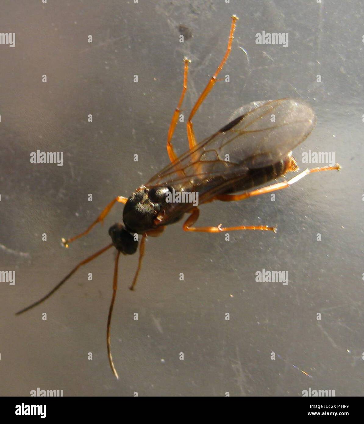 Wood, Mound, and Field Ants (Formica) Insecta Stock Photo - Alamy