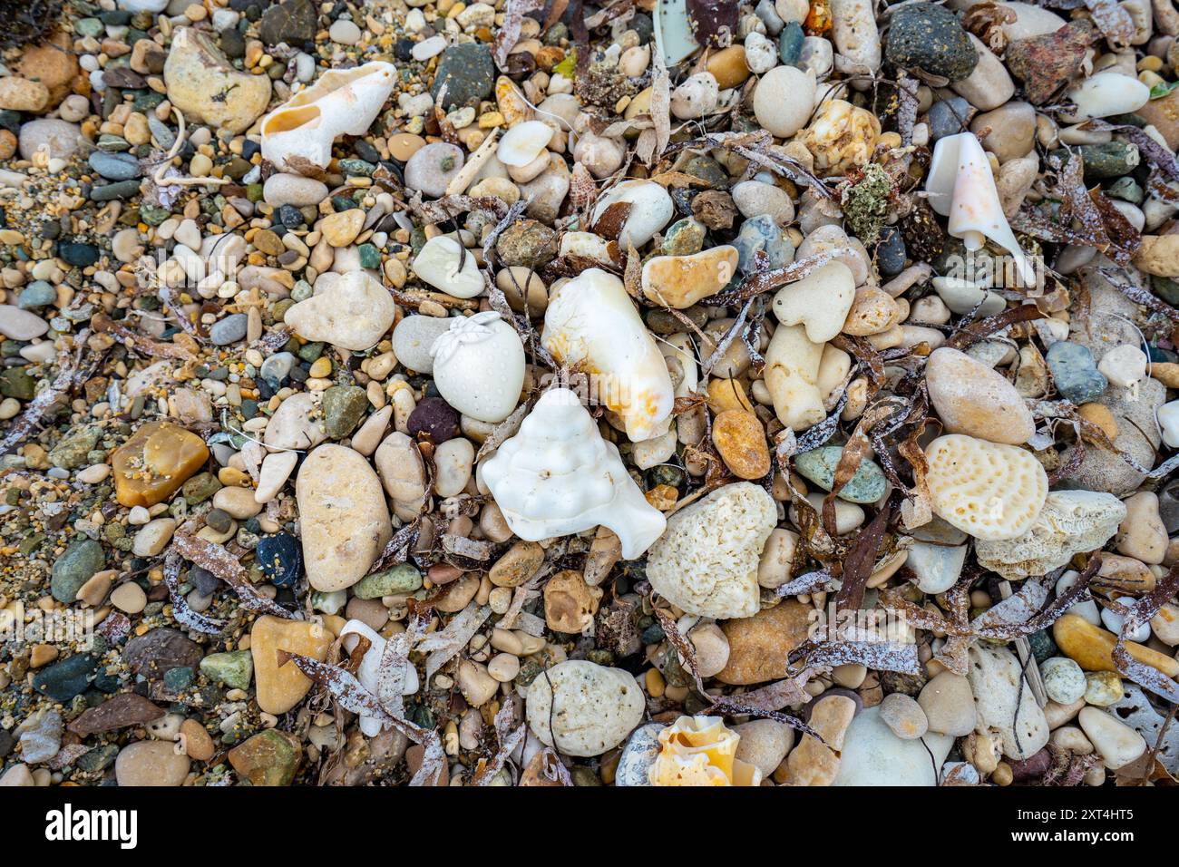 An impressive collection of seashells, pebbles, and corals washes up on ...