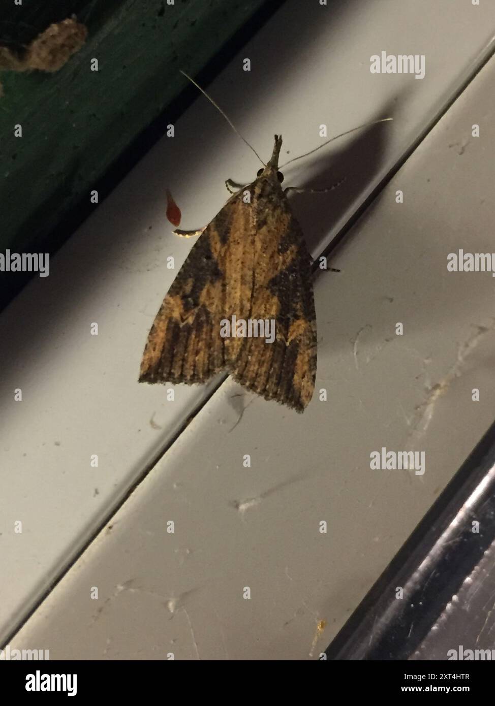 Hop Vine Snout (Hypena humuli) Insecta Stock Photo - Alamy