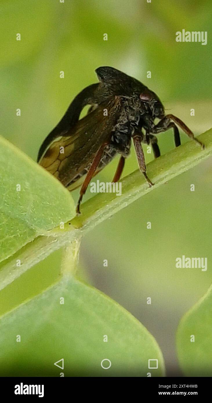 Horned Treehopper (Centrotus cornutus) Insecta Stock Photo - Alamy