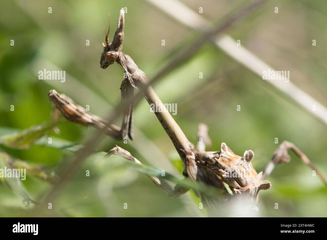 Mediterranean Conehead Mantis (Empusa pennata) Insecta Stock Photo - Alamy