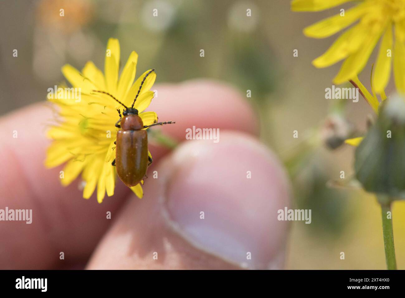 Daffodil Leaf-beetle (Exosoma lusitanicum) Insecta Stock Photo - Alamy