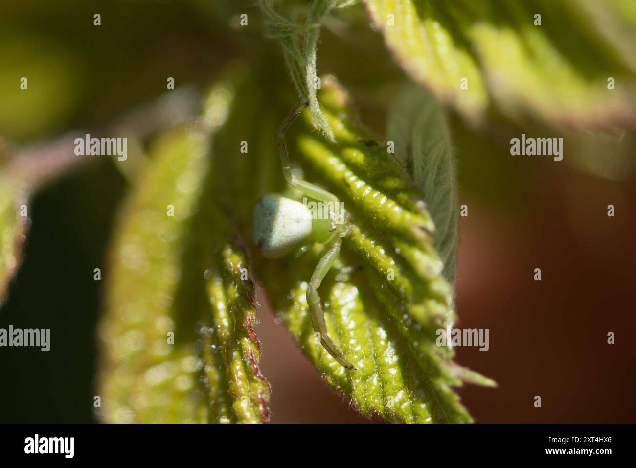 Triangle Crab Spider (Ebrechtella tricuspidata) Arachnida Stock Photo ...