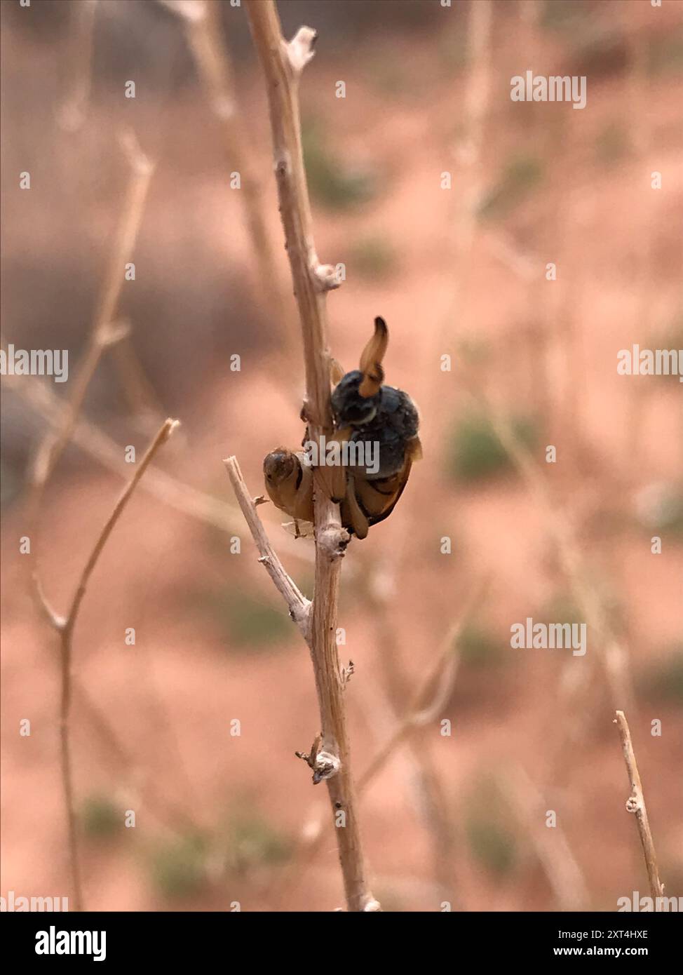 (Ripiphorus rex) Insecta Stock Photo - Alamy
