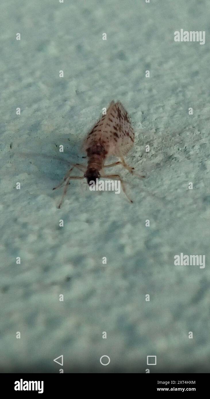 Antlions, Lacewings, and Allies (Neuroptera) Insecta Stock Photo - Alamy