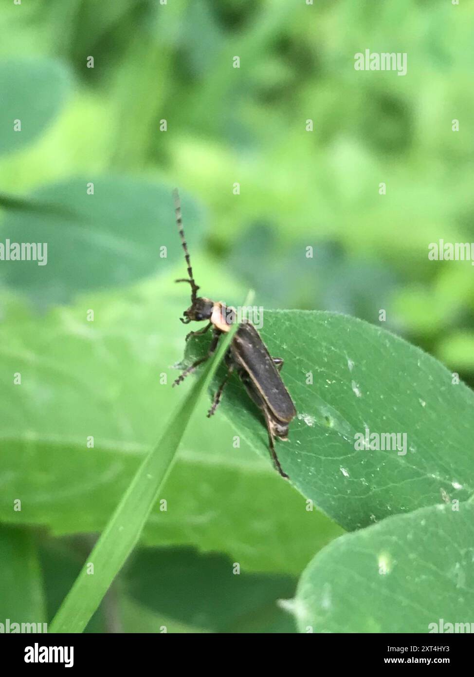 Soldier Beetles (Cantharidae) Insecta Stock Photo - Alamy