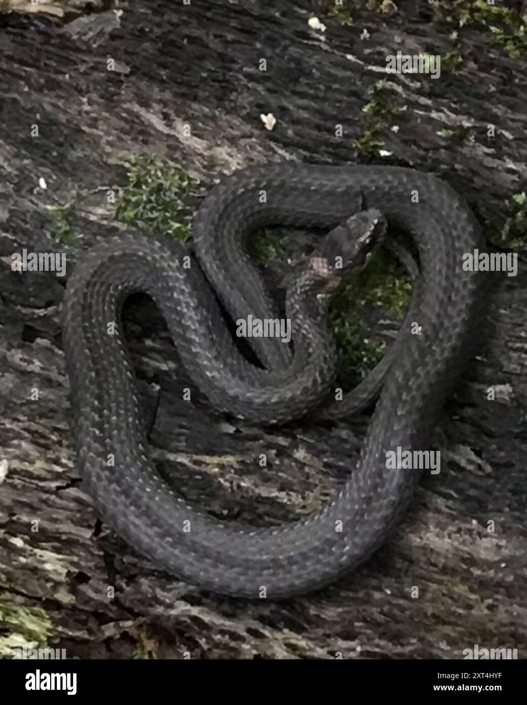Red-bellied Snake (Storeria occipitomaculata) Reptilia Stock Photo - Alamy