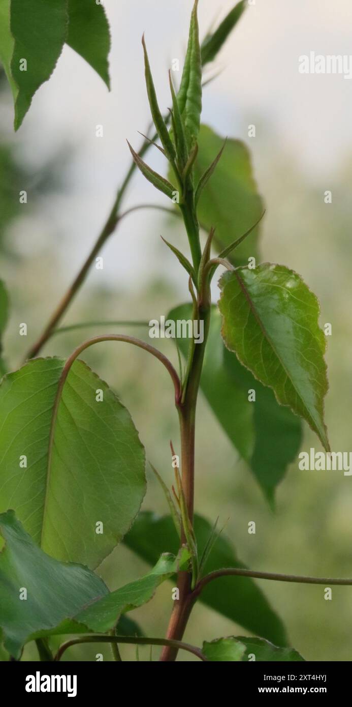 Callery pear (Pyrus calleryana) Plantae Stock Photo - Alamy