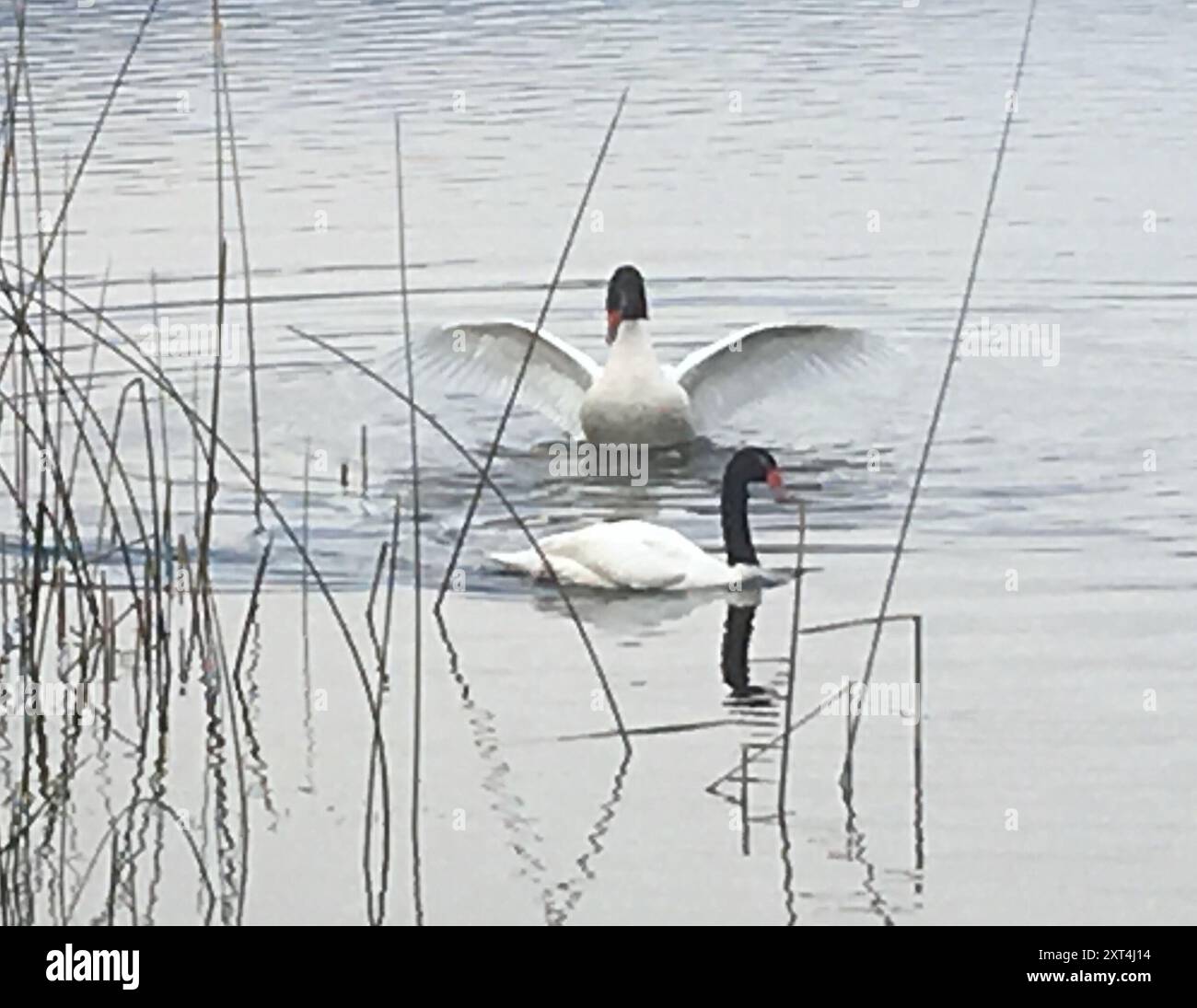 Black-necked Swan (Cygnus melancoryphus) Aves Stock Photo - Alamy