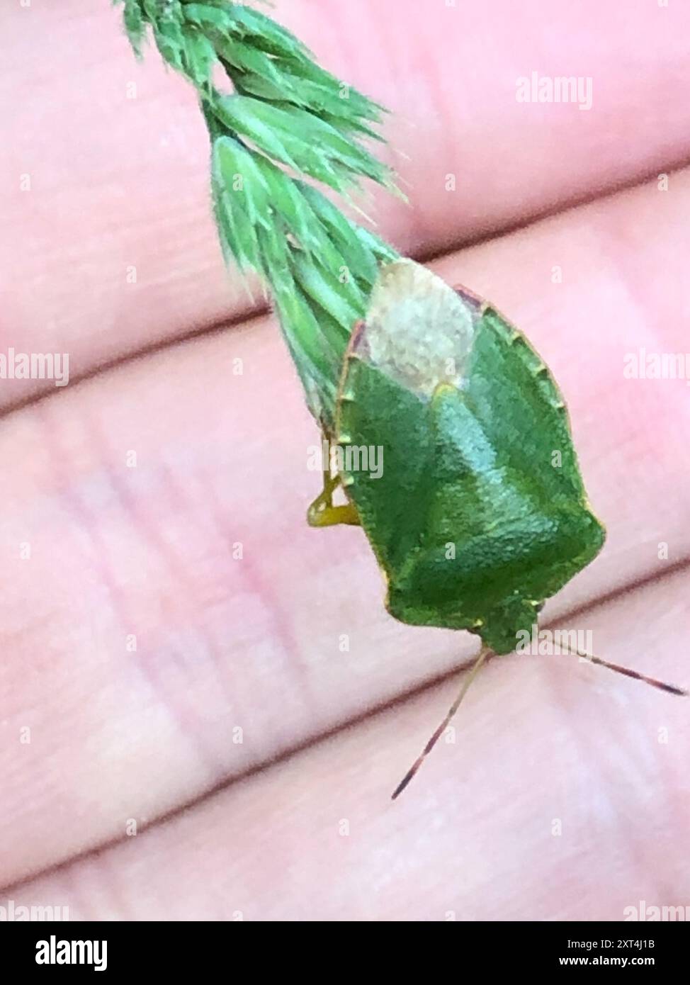 Green Shield Bug (Palomena prasina) Insecta Stock Photo - Alamy