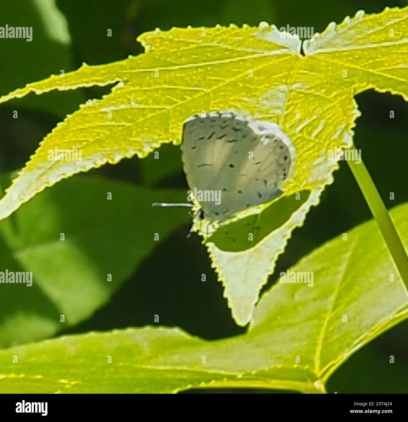 Summer Azure (Celastrina neglecta) Insecta Stock Photo - Alamy