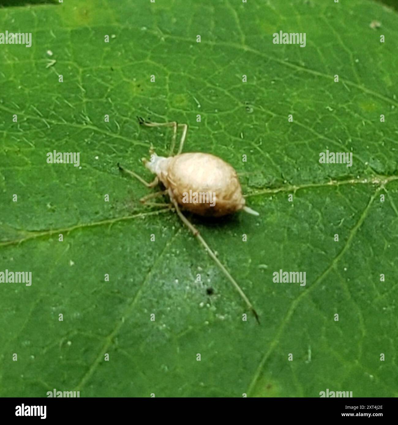 Aphids (Aphididae) Insecta Stock Photo - Alamy