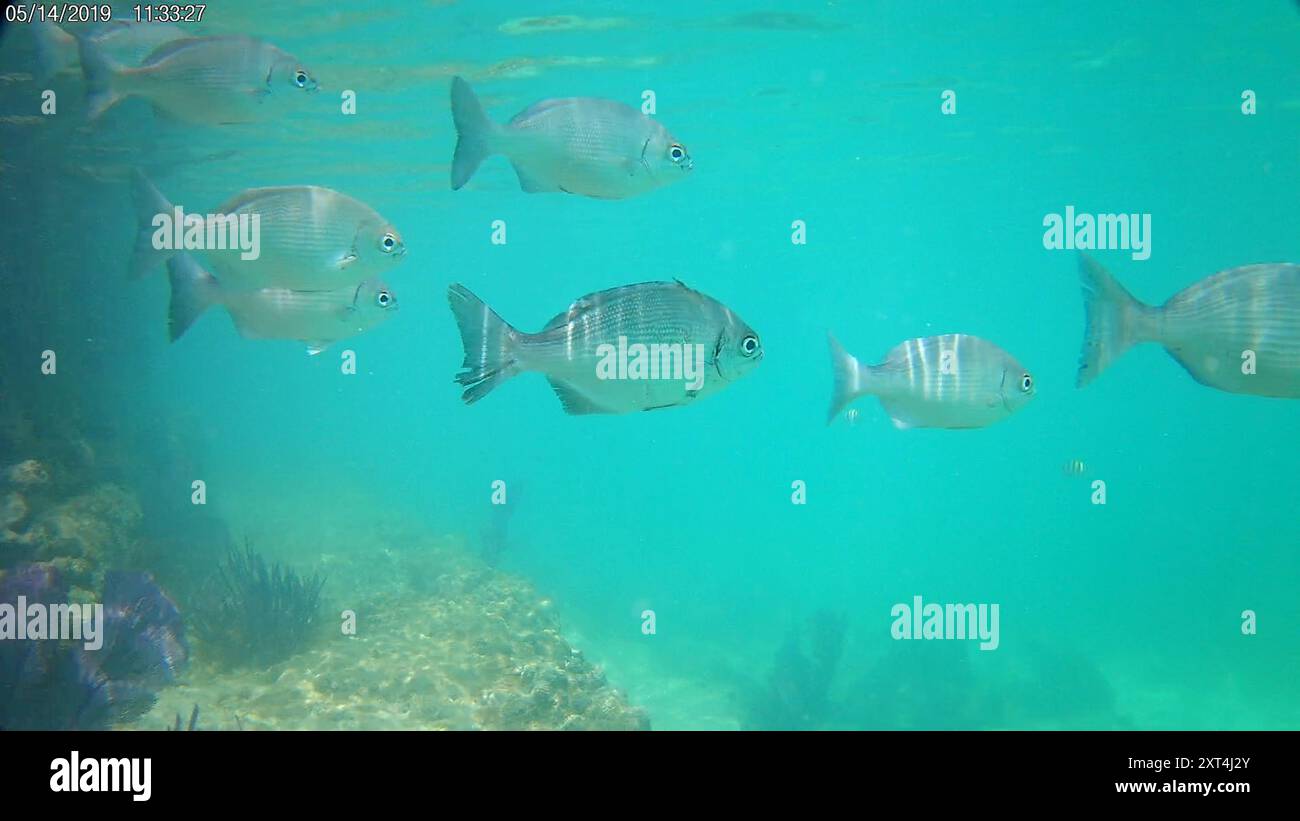 Bermuda Chub (Kyphosus sectatrix) Actinopterygii Stock Photo - Alamy