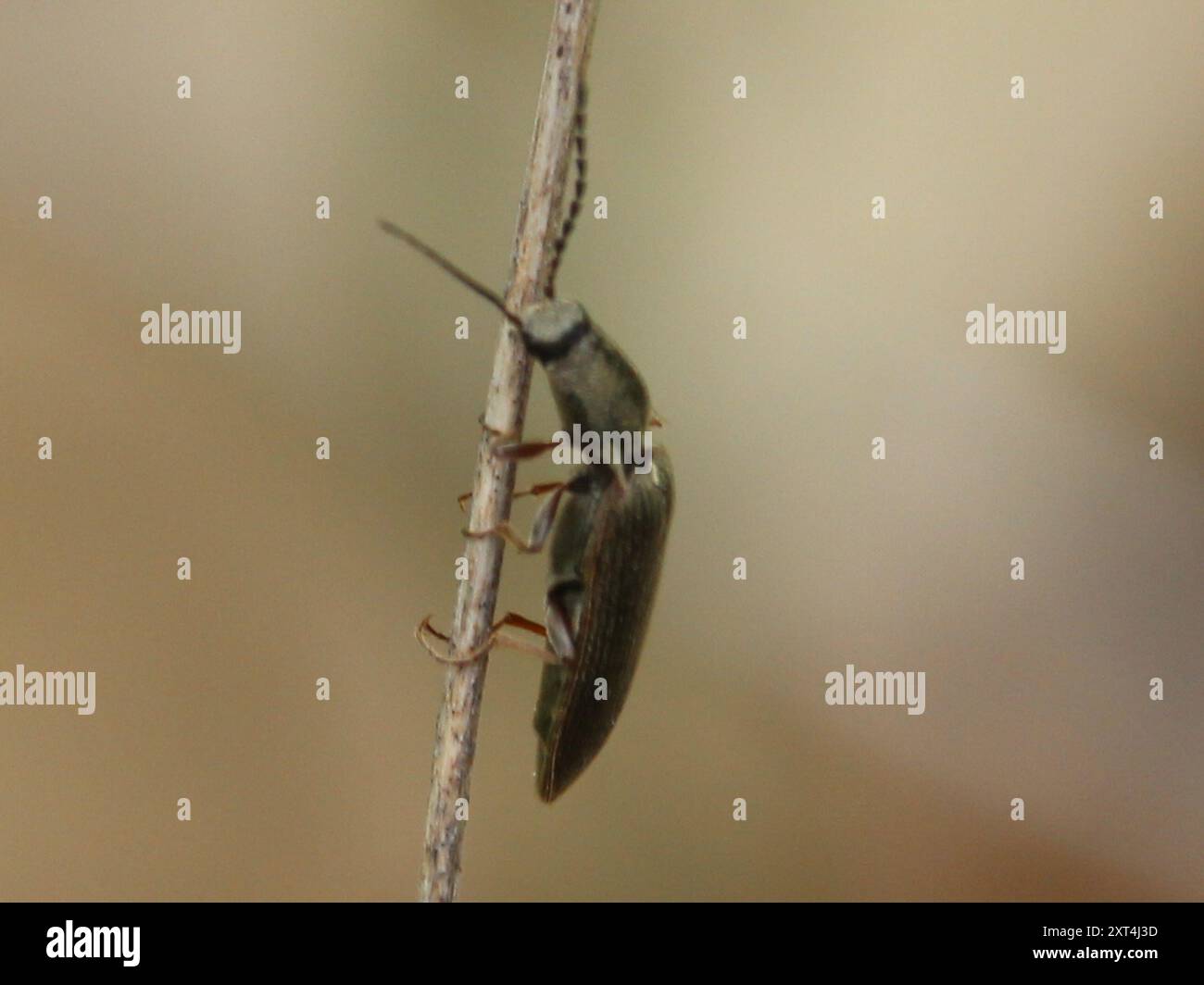 Cylindrical Click Beetle (Sylvanelater cylindriformis) Insecta Stock ...