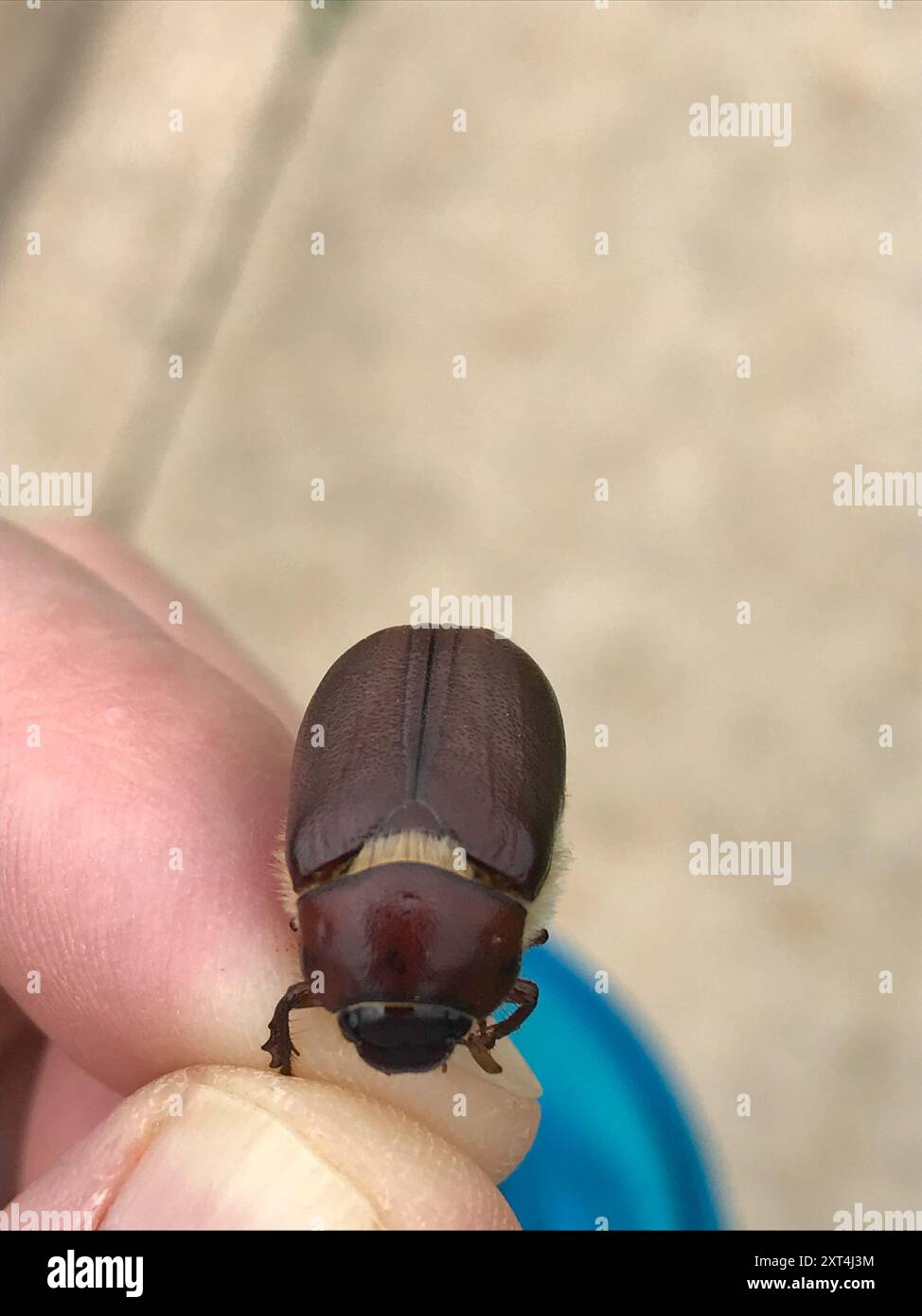 May Beetles (Phyllophaga) Insecta Stock Photo - Alamy