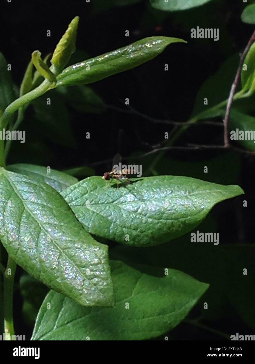 Eastern Calligrapher (Toxomerus geminatus) Insecta Stock Photo - Alamy