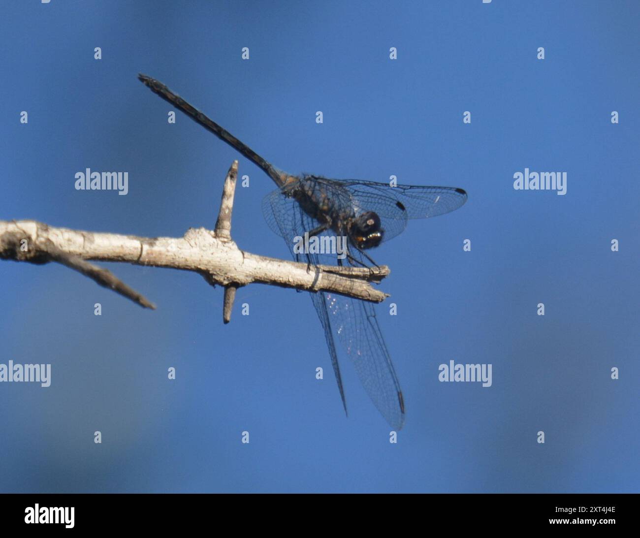 Halfshade Dropwing (Trithemis aconita) Insecta Stock Photo - Alamy
