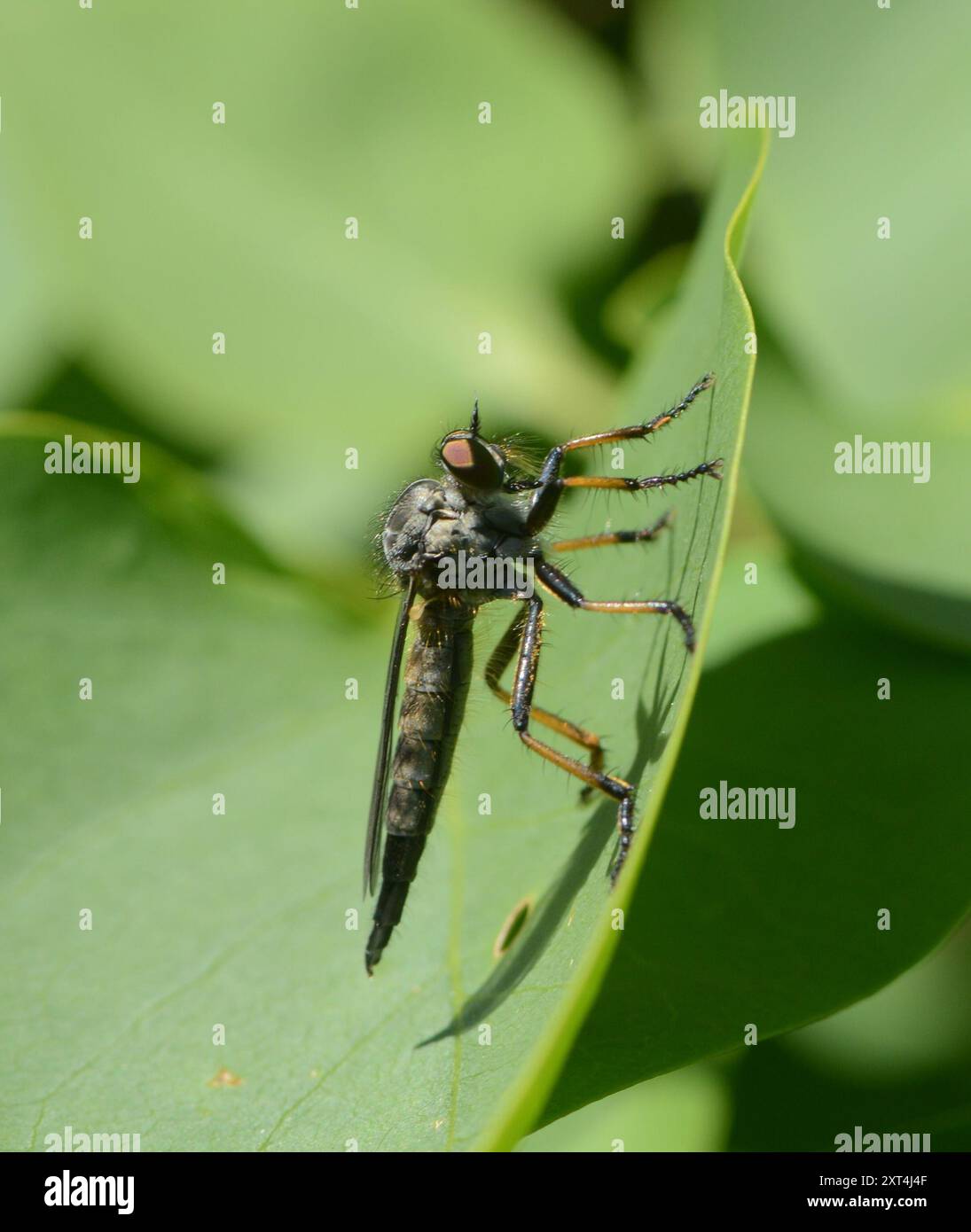 Common Awl Robber Fly (Neoitamus cyanurus) Insecta Stock Photo - Alamy