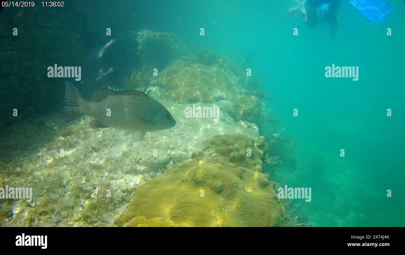Gray Snapper (Lutjanus griseus) Actinopterygii Stock Photo - Alamy