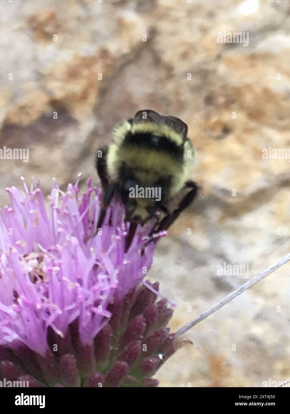 Black-tailed Bumble Bee (Bombus melanopygus) Insecta Stock Photo - Alamy