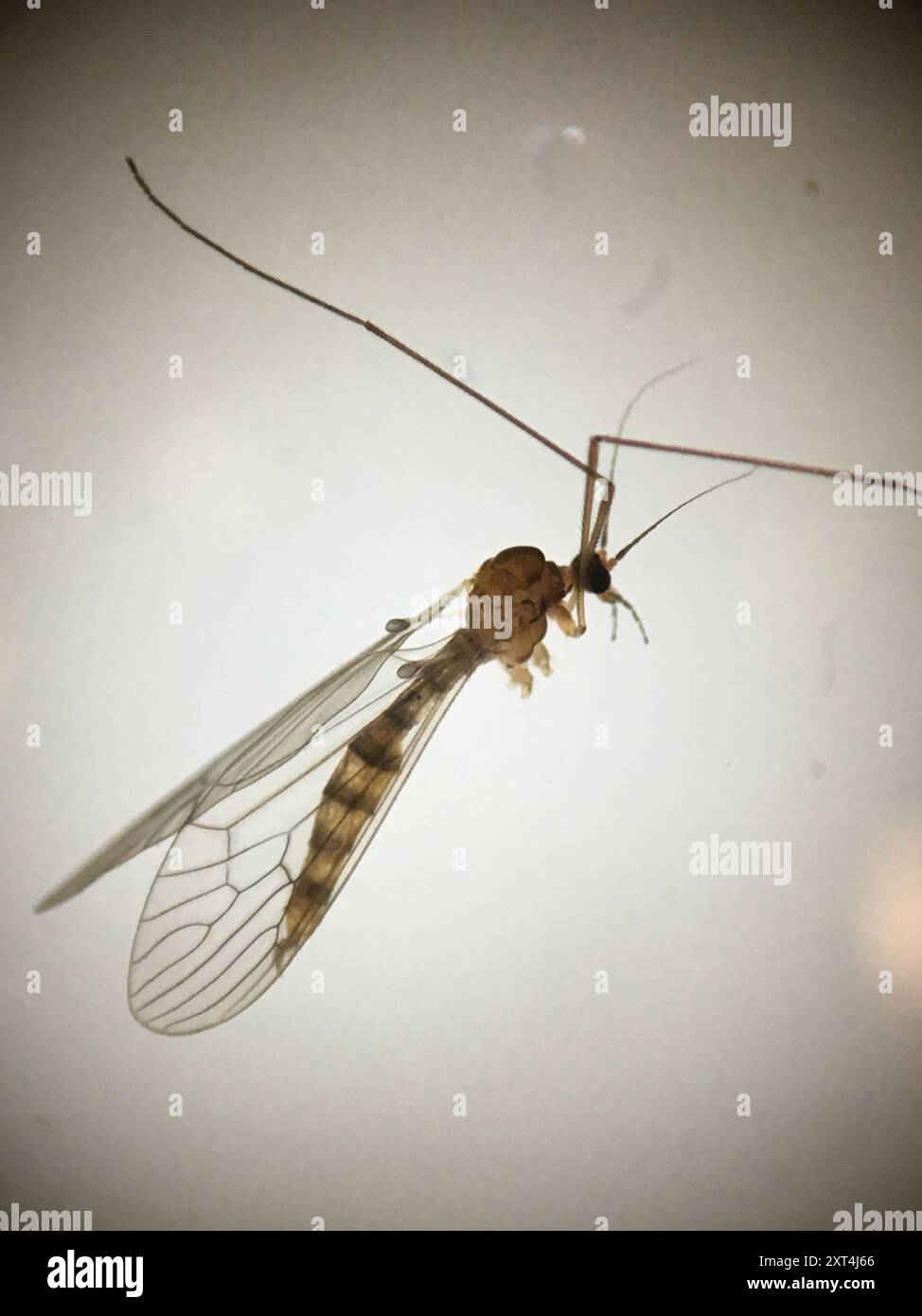 Winter Crane Flies (Trichoceridae) Insecta Stock Photo - Alamy