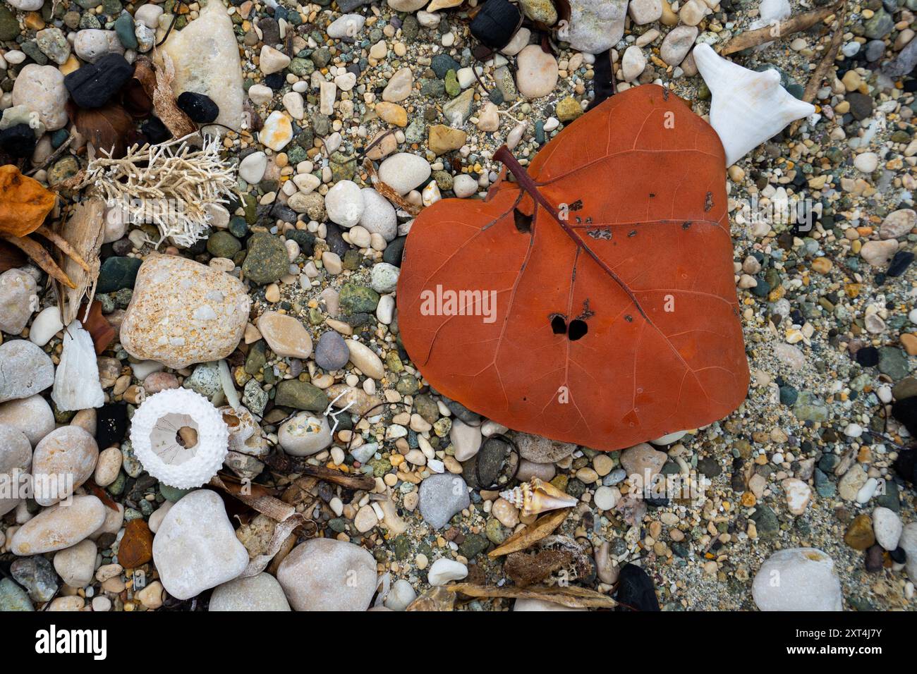 An impressive collection of seashells, pebbles, and corals washes up on ...