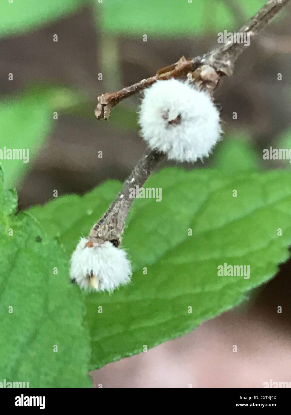 netleaf hackberry (Celtis reticulata) Plantae Stock Photo - Alamy